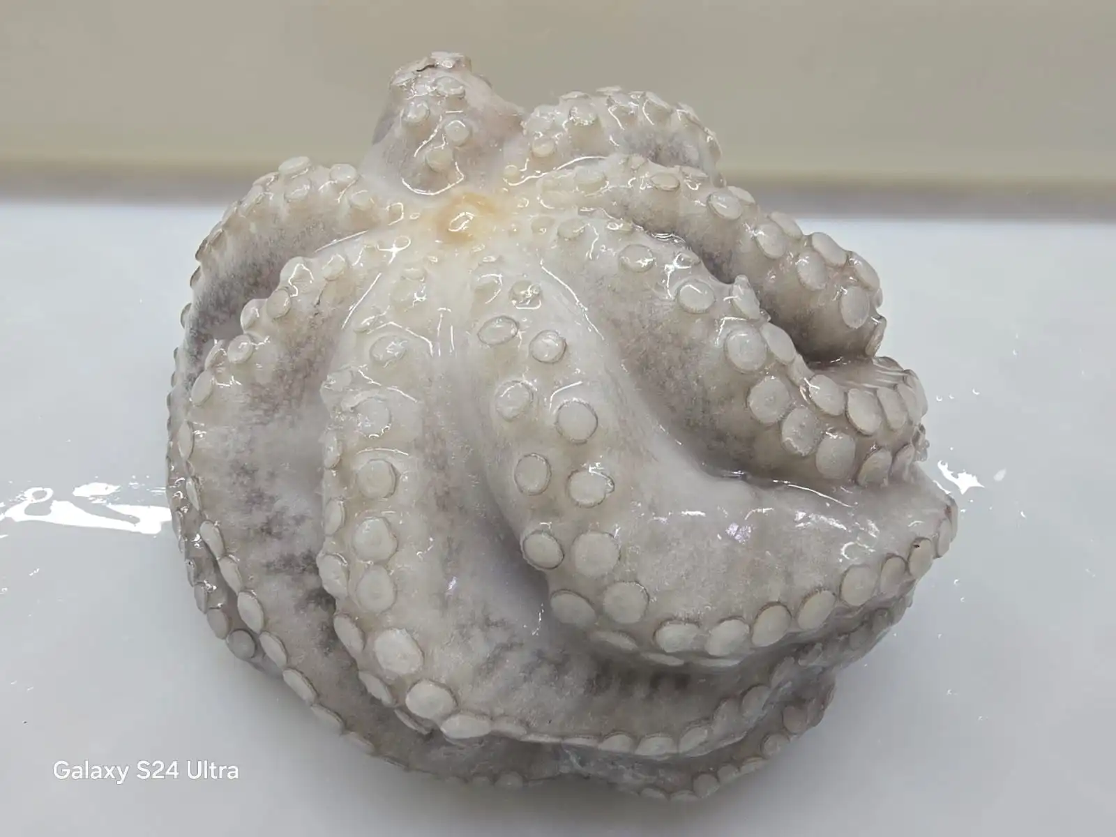 Leading Octopus Indonesia Factory | Direct Supplier & Premium Exporter